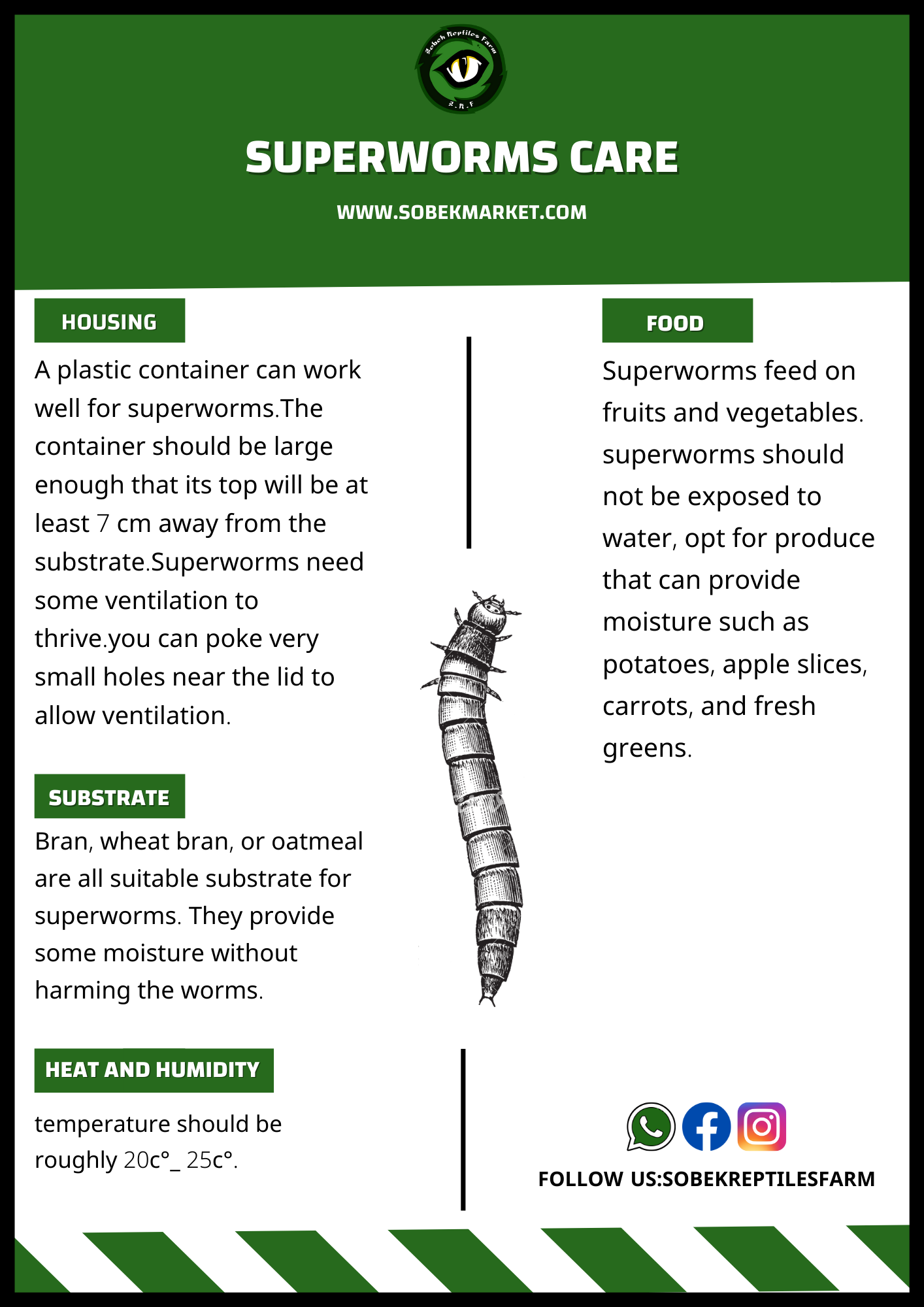 Superworms Care Sheet - Sobek Market