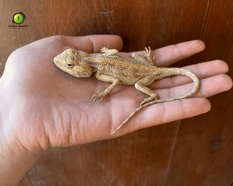 Sobek Market - For Exotics Animals Care Supplies